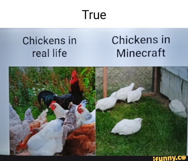True Chickens in Chickens in real life Minecraft - iFunny