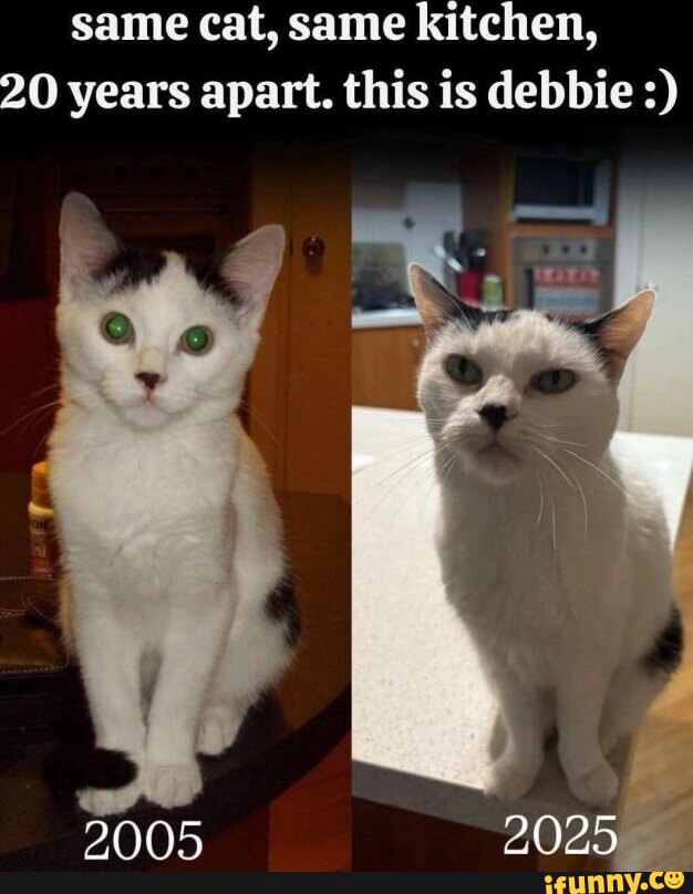 Same cat, same kitchen, 20 years apart. this is debbie I OS - iFunny