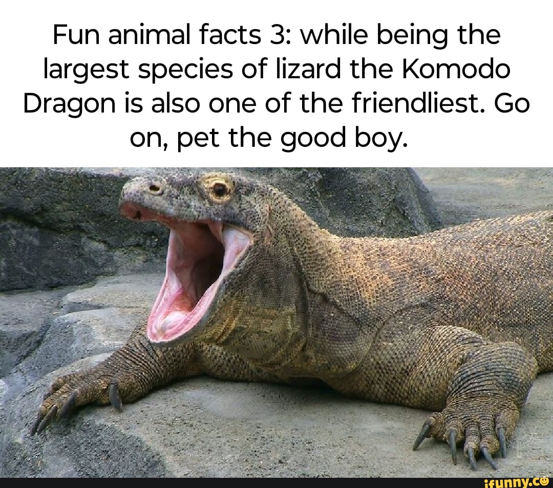 Fun animal facts 3: while being the largest species of lizard the ...
