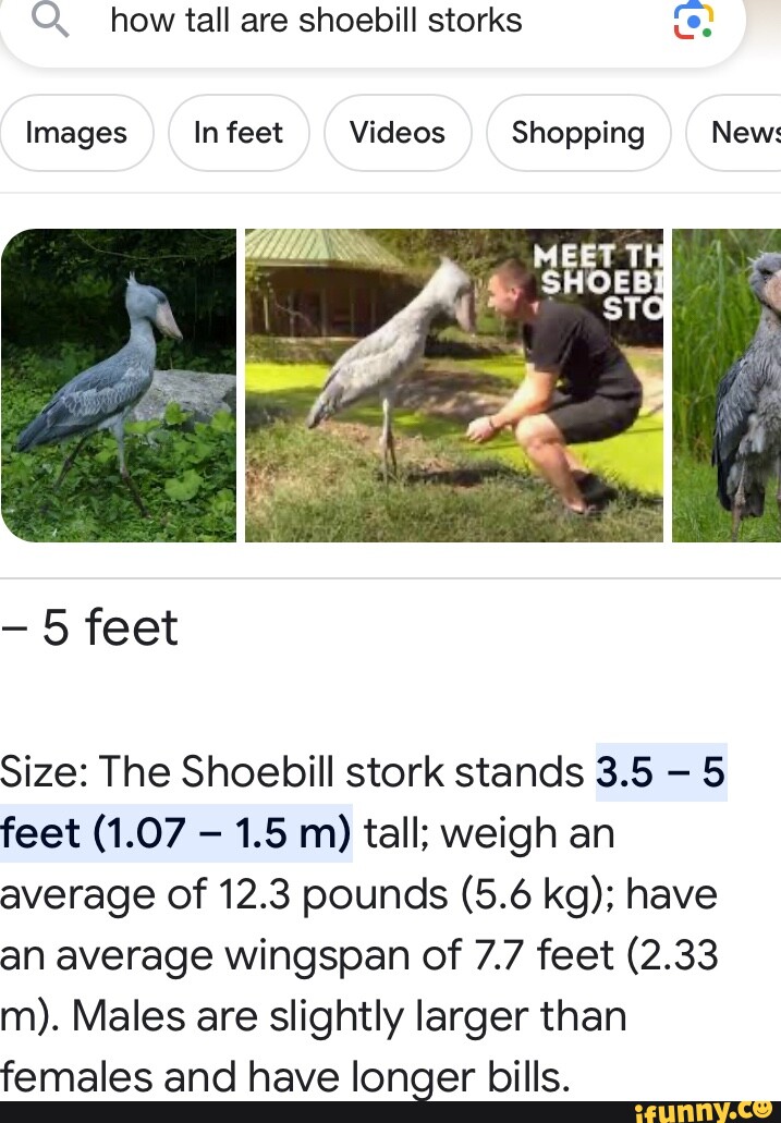 Storks memes. Best Collection of funny Storks pictures on iFunny