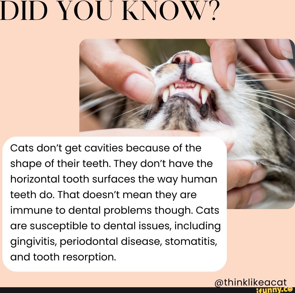 DID YOU KNOW? Cats don't get cavities because of the shape of their ...