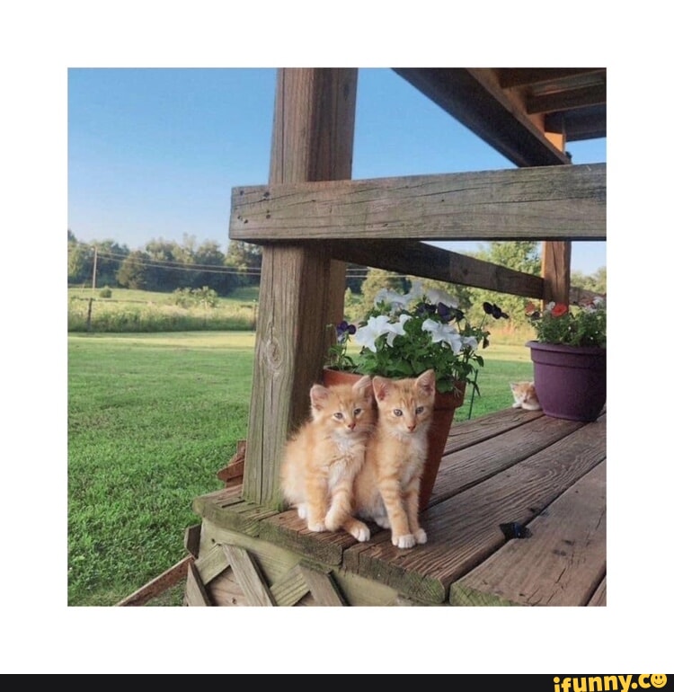 Farmhouse memes. Best Collection of funny Farmhouse pictures on iFunny