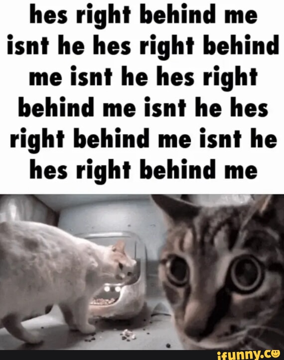 Kitties memes. Best Collection of funny Kitties pictures on iFunny