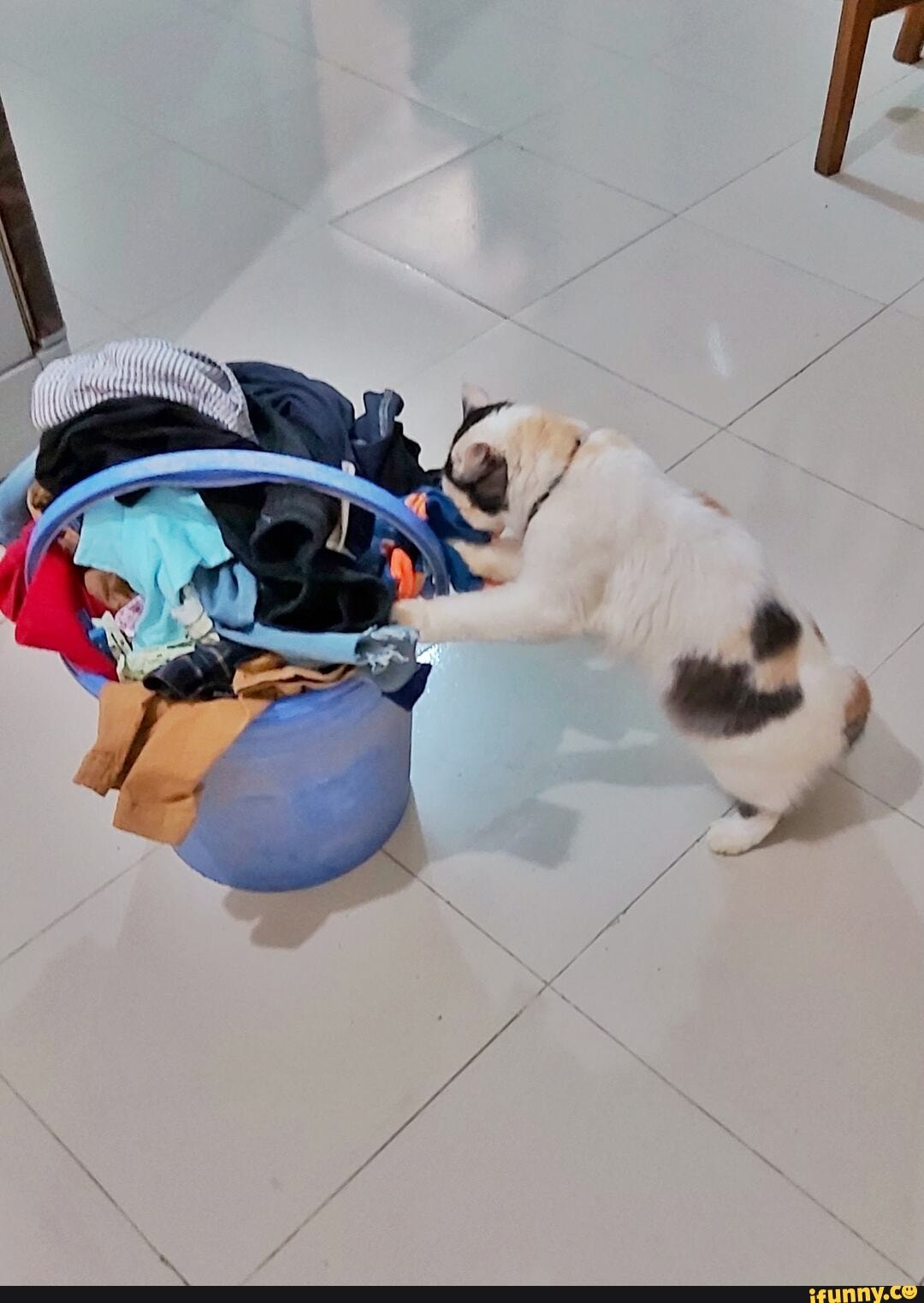 Puchi memes. Best Collection of funny Puchi pictures on iFunny