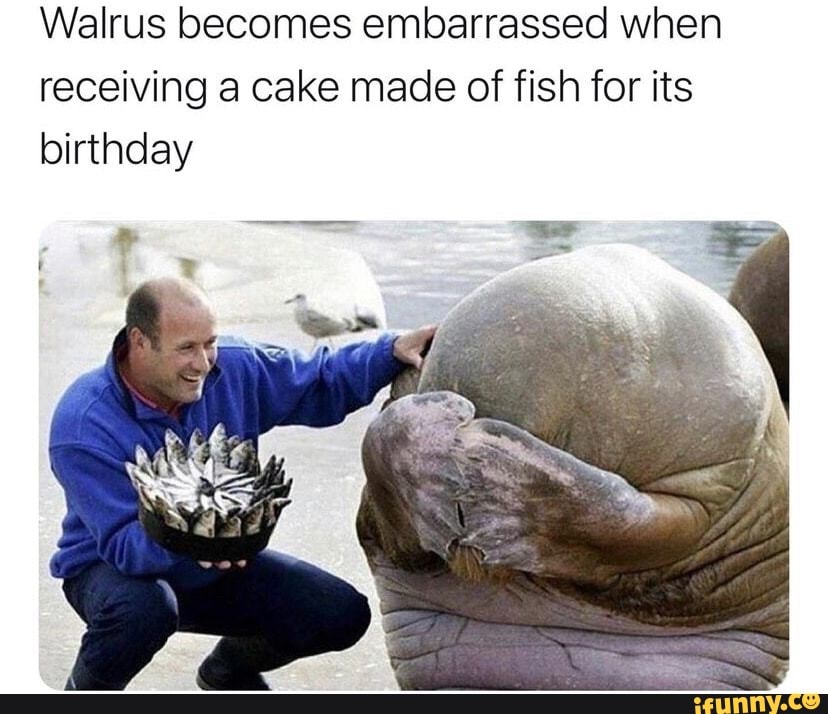 Walrus becomes embarrassed when receiving a cake made of fish for its ...