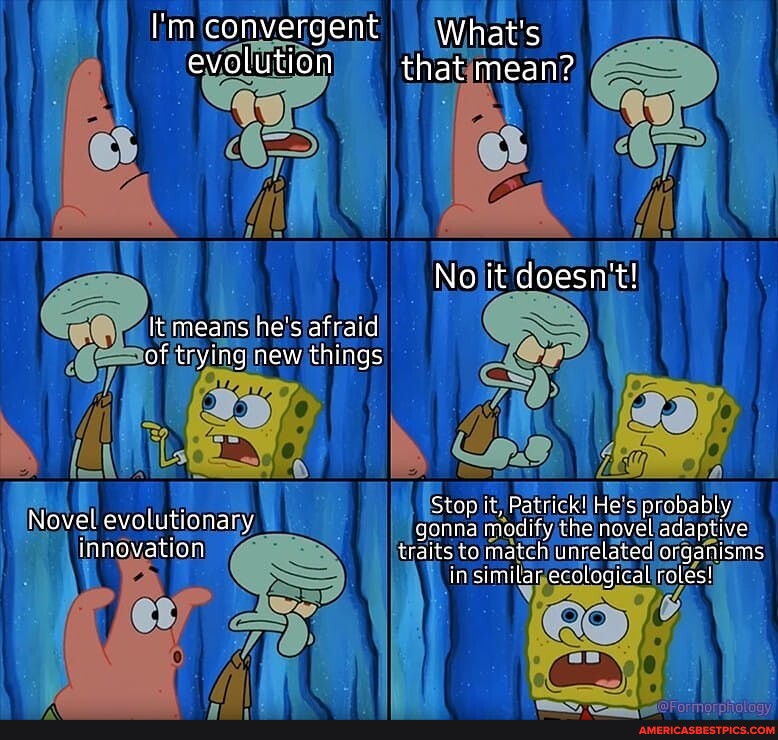 🦈🐬 Meme by @formorphology - I'm convergent What's evolution that mean ...