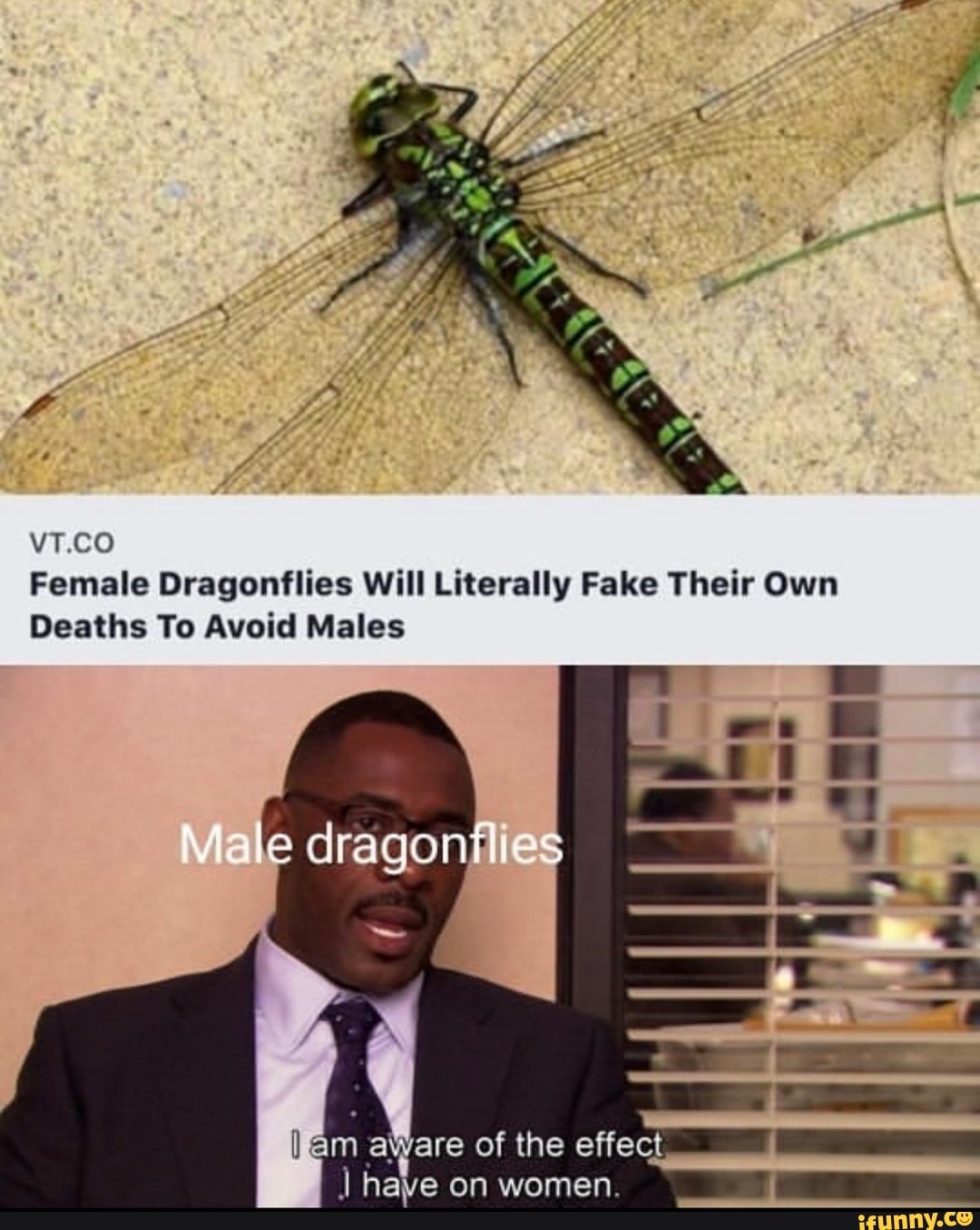 Vrco Female Dragonflies Will Literally Fake Their Own Deaths To Avoid ...