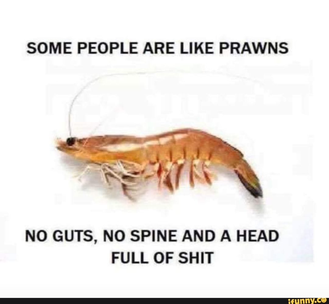 SOME PEOPLE ARE LIKE PRAWNS NO GUTS, NO SPINE AND A HEAD FULL OF SHIT ...