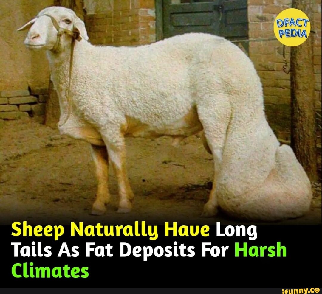 Sheep Naturally Have Long Tails As Fat Deposits For Harsh Climates - iFunny