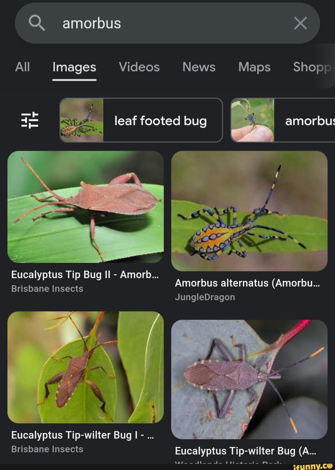 Q. amorbus All Images Videos News Maps Shop; I leaf footed bug amorbu ...