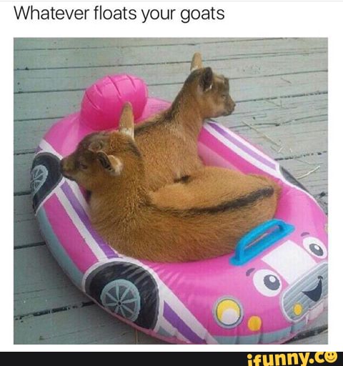 Wholesome Memes Dump - Whatever floats your goats - iFunny