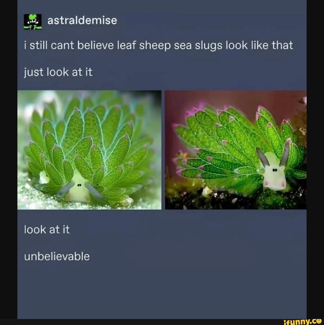 I still cant believe leaf sheep sea slugs look like that astraldemise ...
