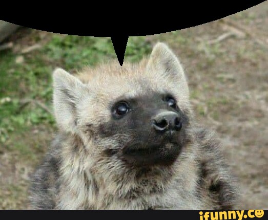 Hyena memes. Best Collection of funny Hyena pictures on iFunny