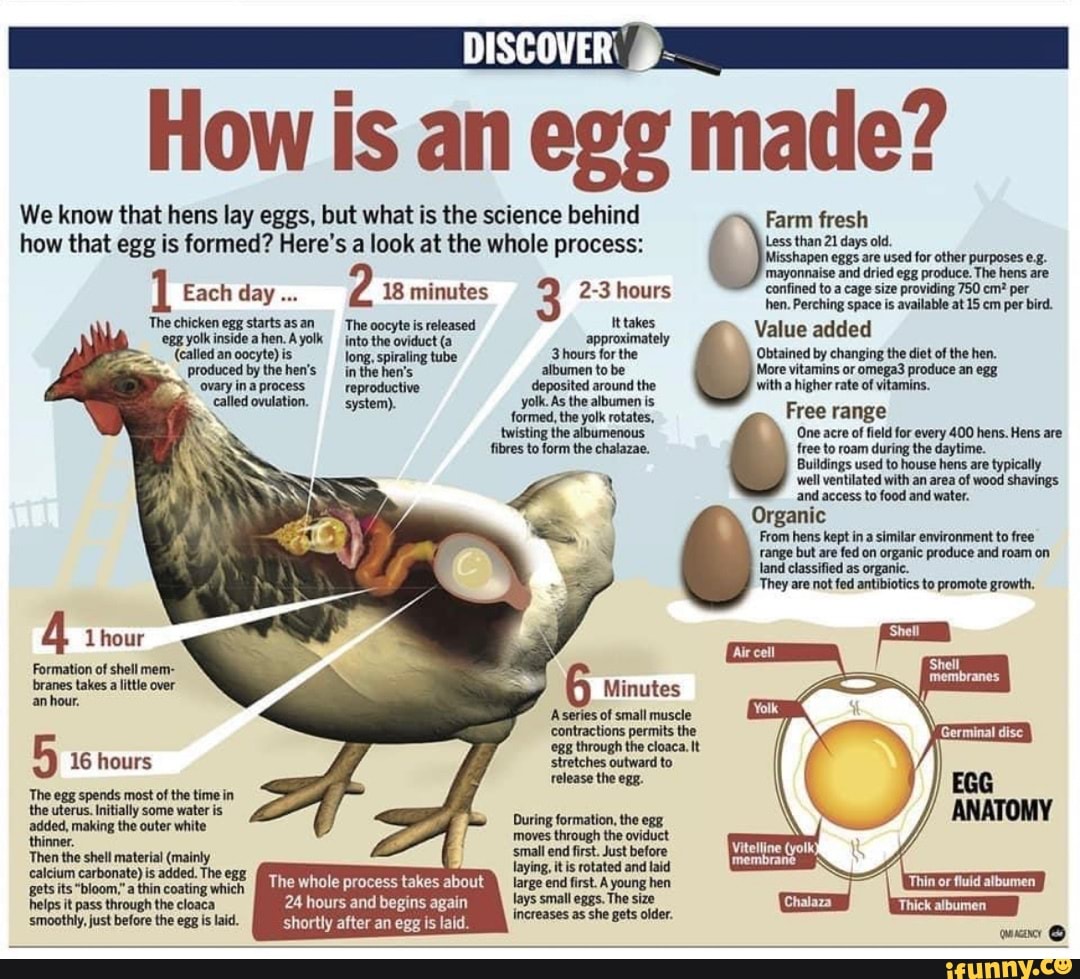 DISCOVER How is an egg made? We know that hens lay eggs, but what is ...