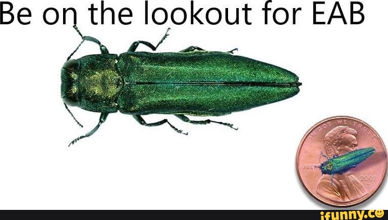 Eab memes. Best Collection of funny Eab pictures on iFunny
