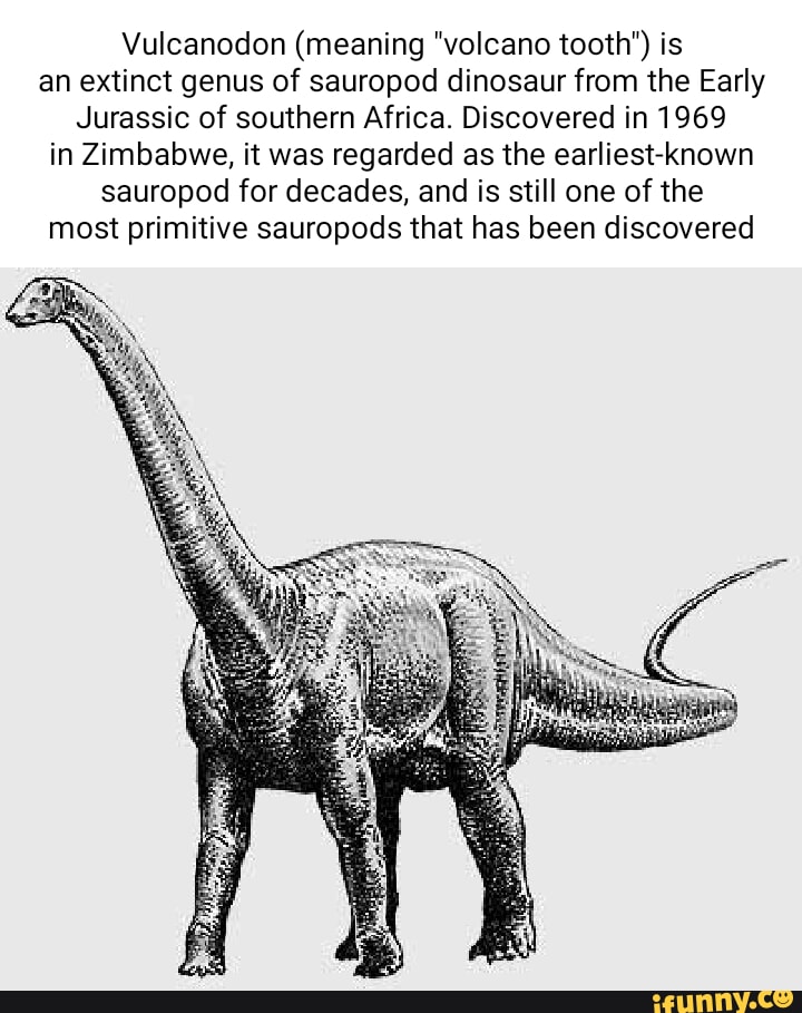 Vulcanodon (meaning "volcano tooth') is an extinct genus of sauropod ...