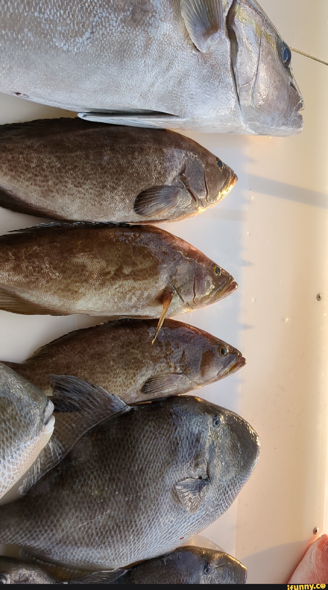 Grouper memes. Best Collection of funny Grouper pictures on iFunny