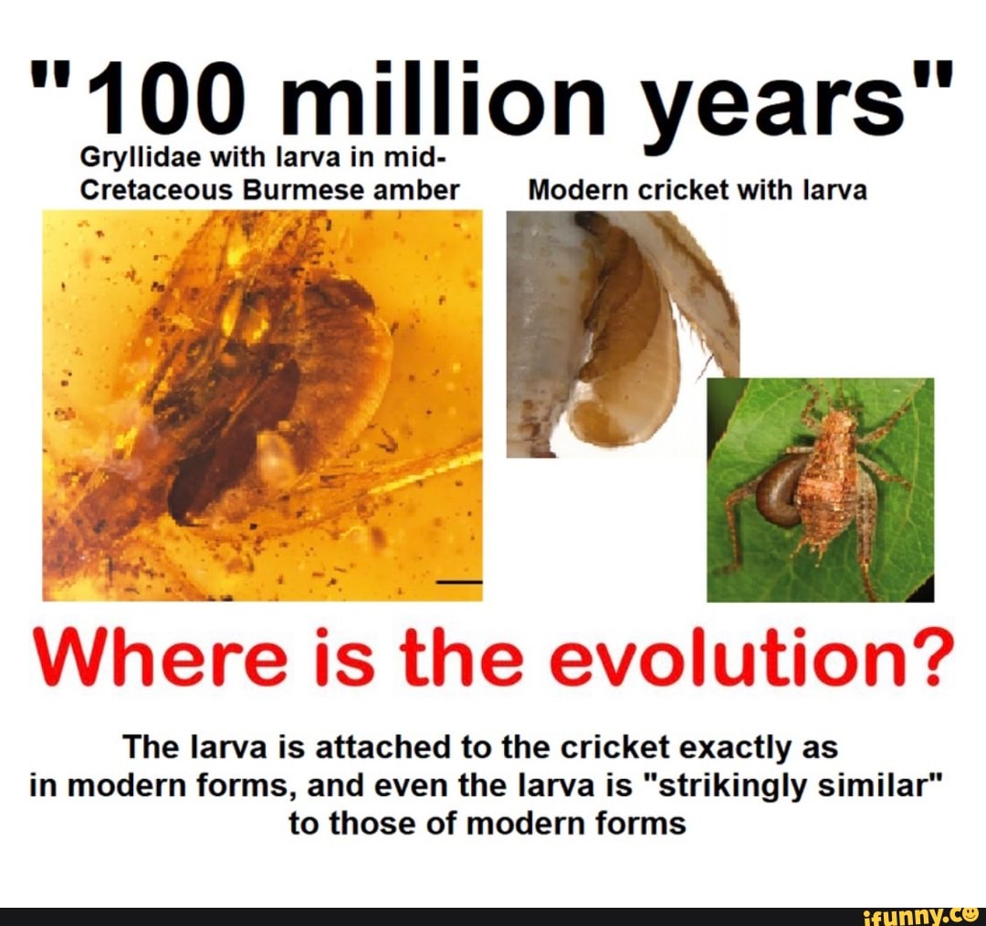 "100 million years" Gryllidae with larva in mid- Cretaceous Burmese ...