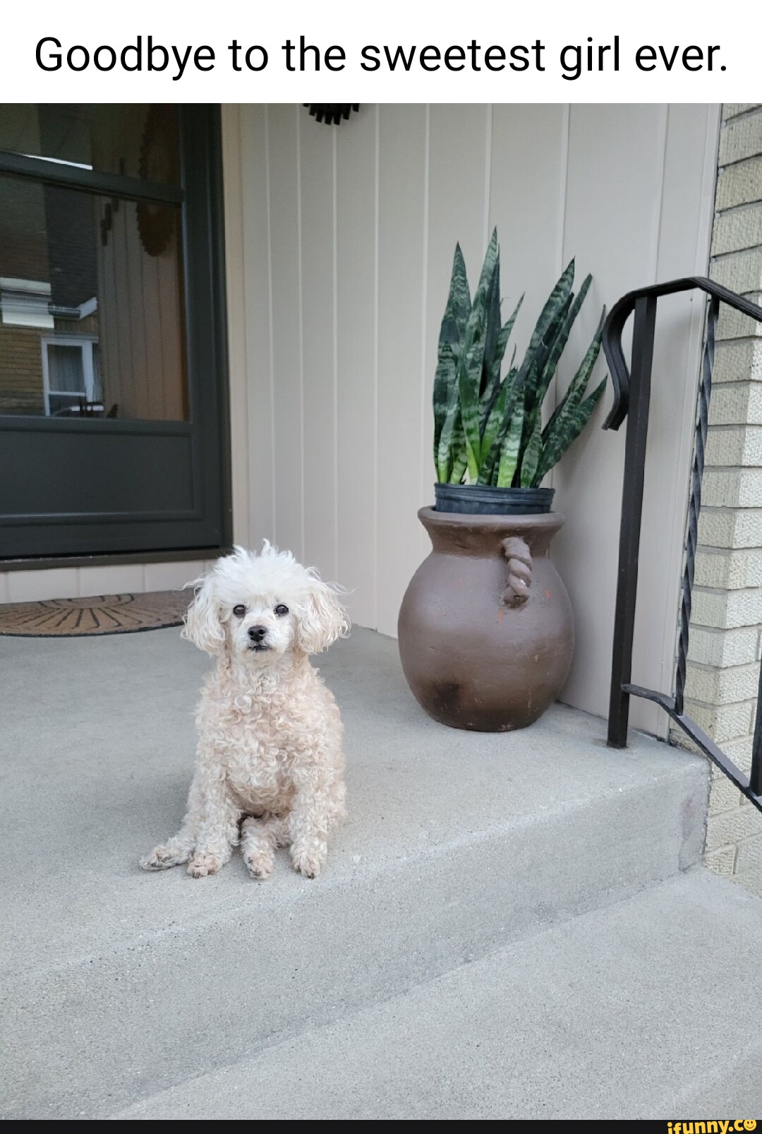 Doggo memes. Best Collection of funny Doggo pictures on iFunny