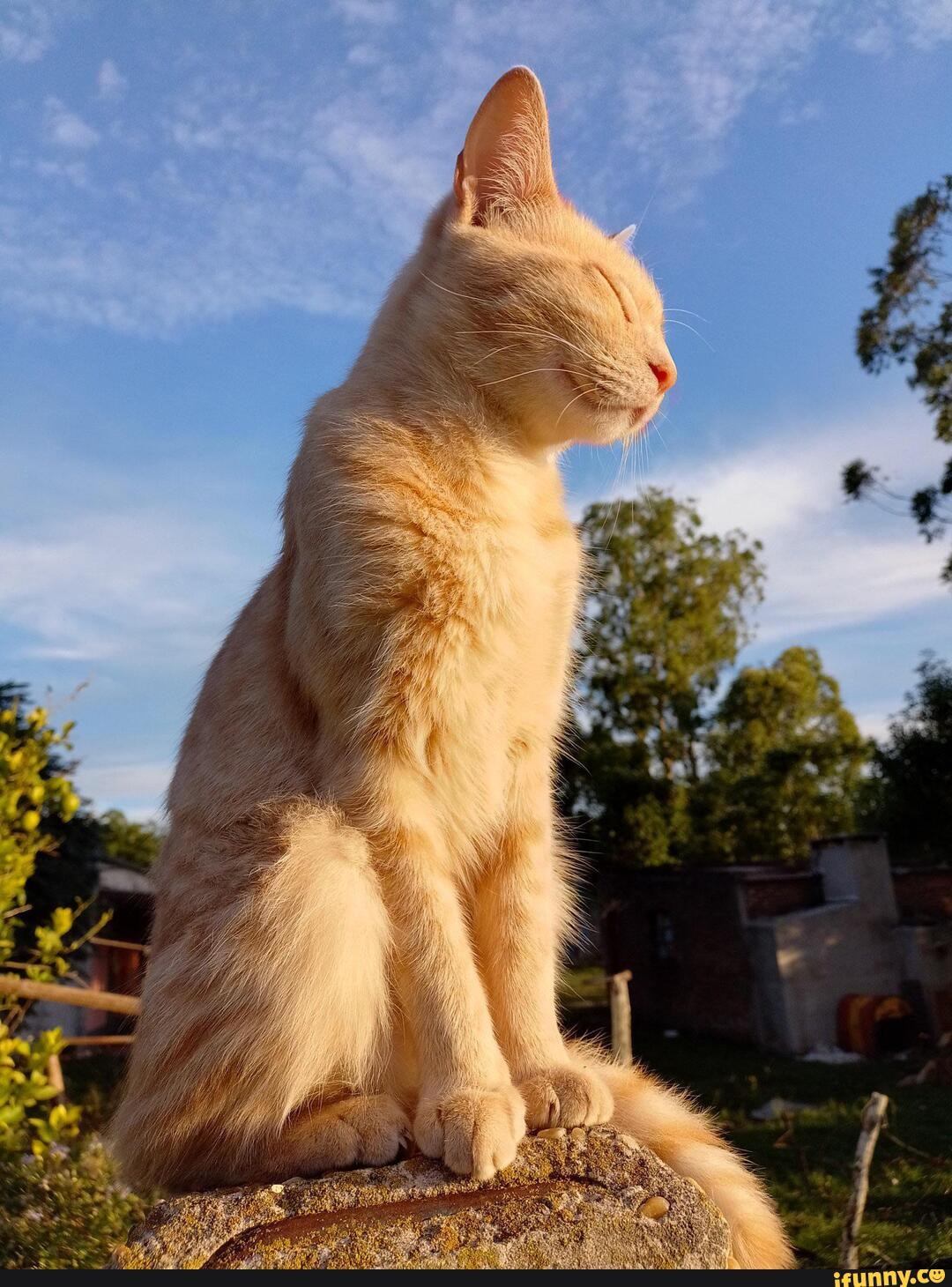 Solcito memes. Best Collection of funny Solcito pictures on iFunny