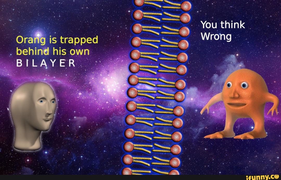 Bilayer memes. Best Collection of funny Bilayer pictures on iFunny