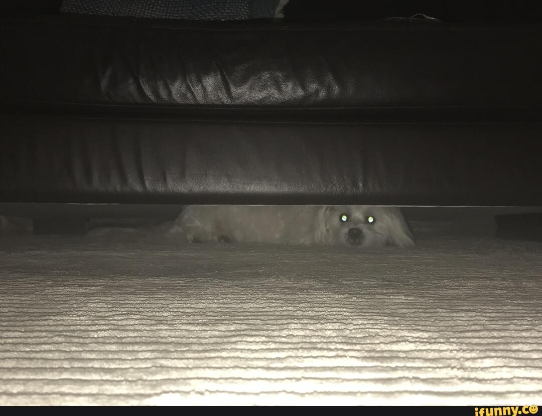 Cursed_couch memes. Best Collection of funny Cursed_couch pictures on ...