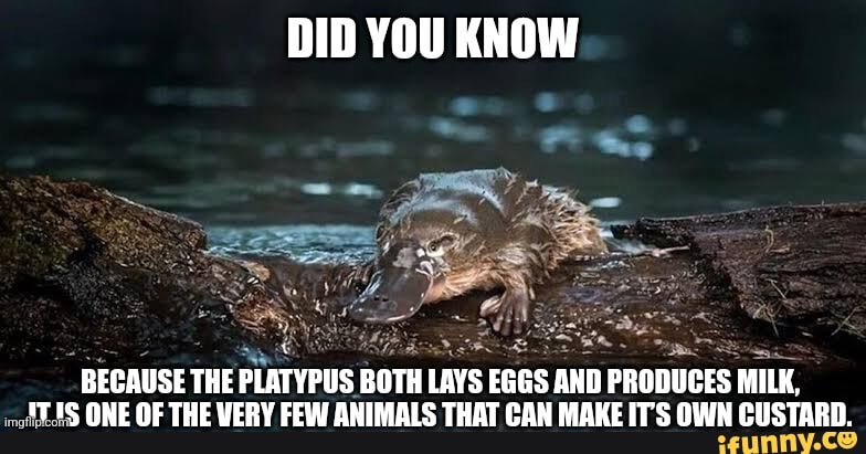 Platypus Custard Memes You Had Me At “Eggplant/Platypus Hybrid”