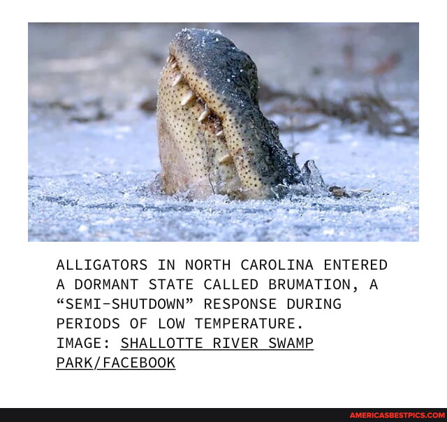 ALLIGATORS IN NORTH CAROLINA ENTERED A DORMANT STATE CALLED BRUMATION ...