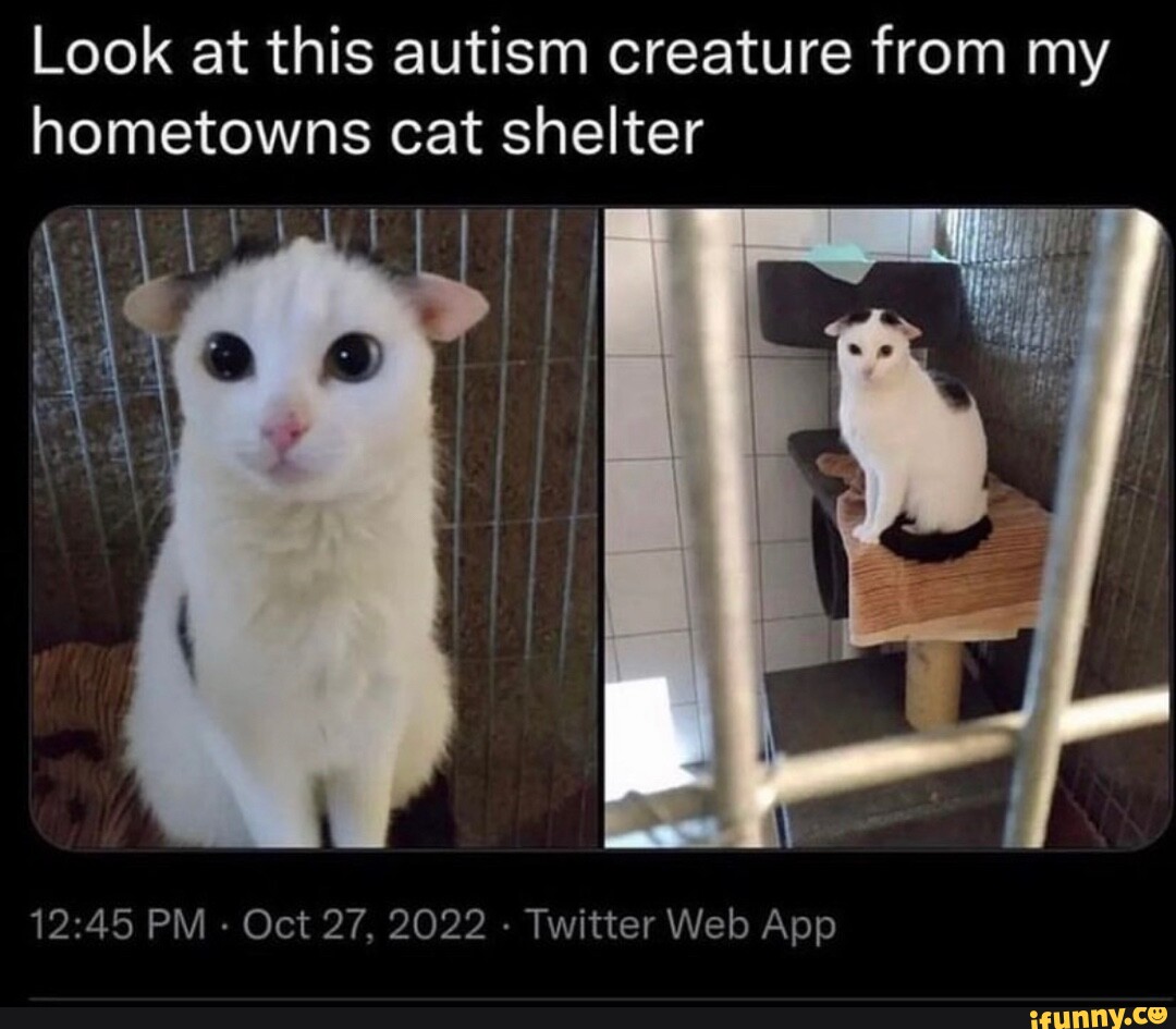 Look at this autism creature from my hometowns cat shelter - iFunny