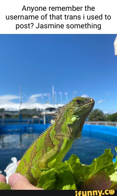 Anyone remember the username of that trans i used to post? Jasmine ...