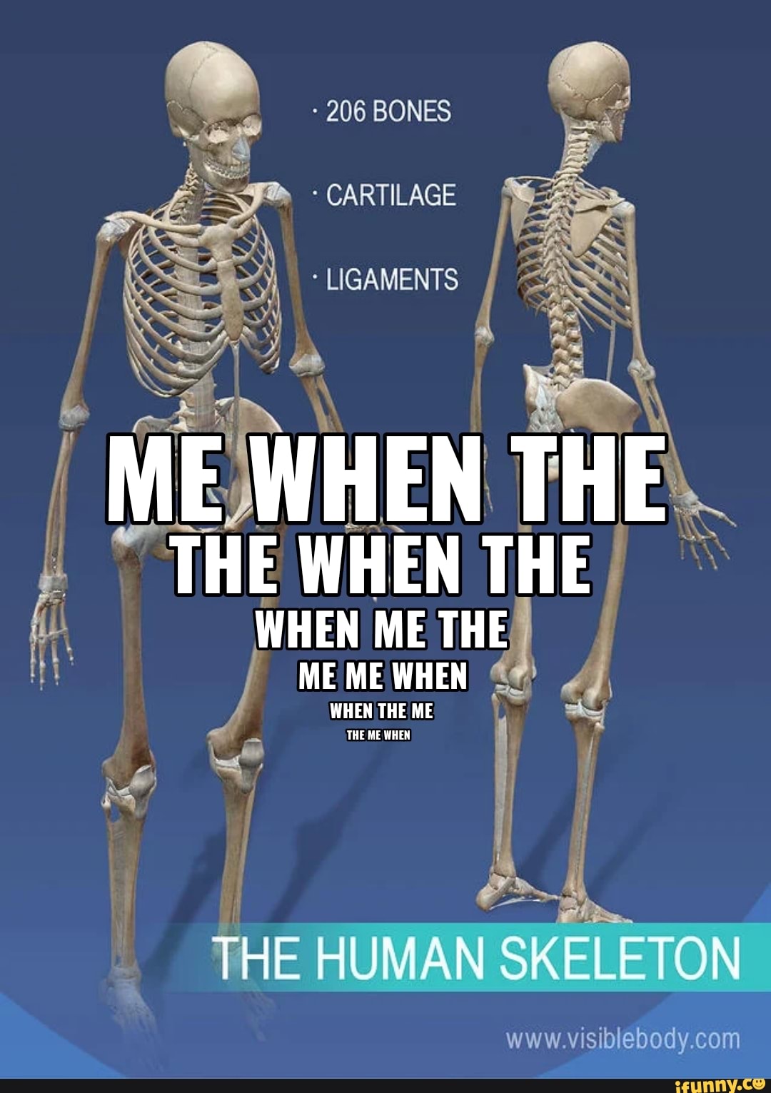206 BONES CARTILAGE LIGAMENTS ME WHEN THE THE WHEN THE WHEN ME THE ME ...