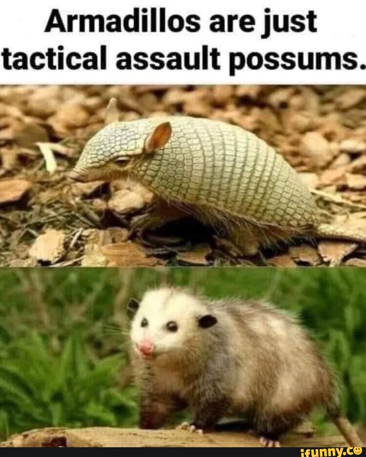 Armadillos are just tactical assault possums - iFunny