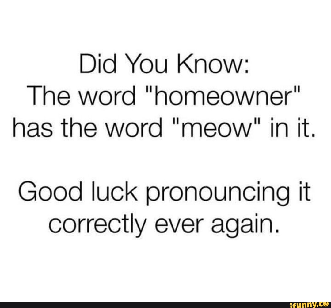 Meow memes. Best Collection of funny Meow pictures on iFunny