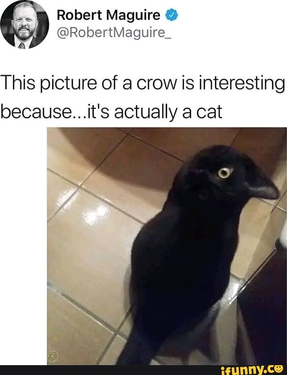 Robert Maguire @RobertMaguire_ his picture of crow is interesting ...