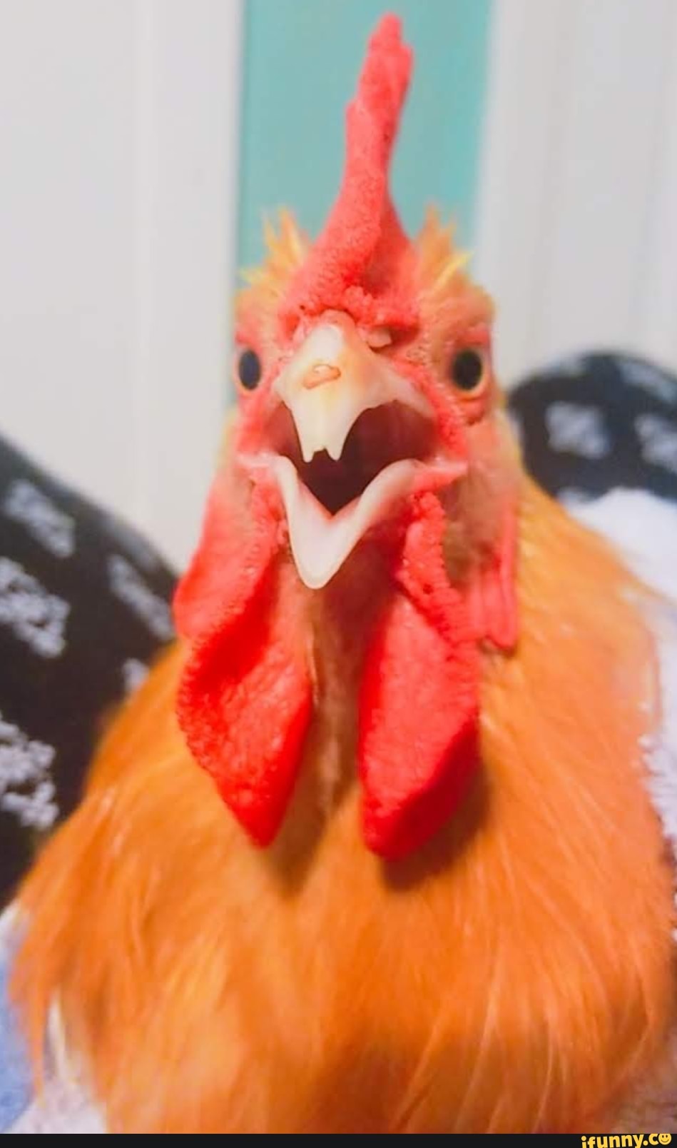 Hayhay memes. Best Collection of funny Hayhay pictures on iFunny