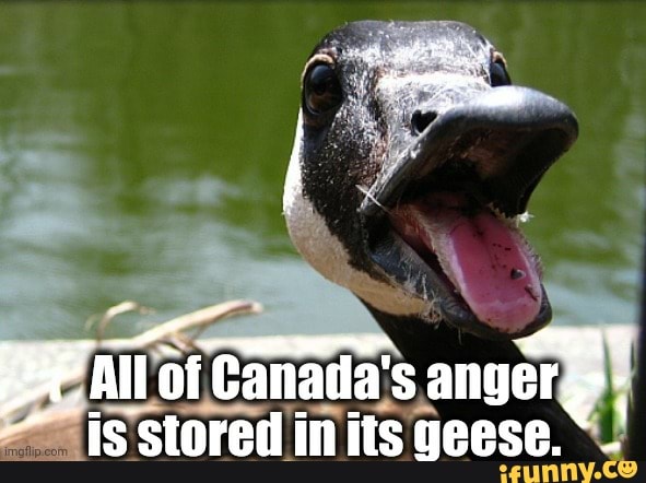 All of Canada' anger, is stored in its geese. - iFunny