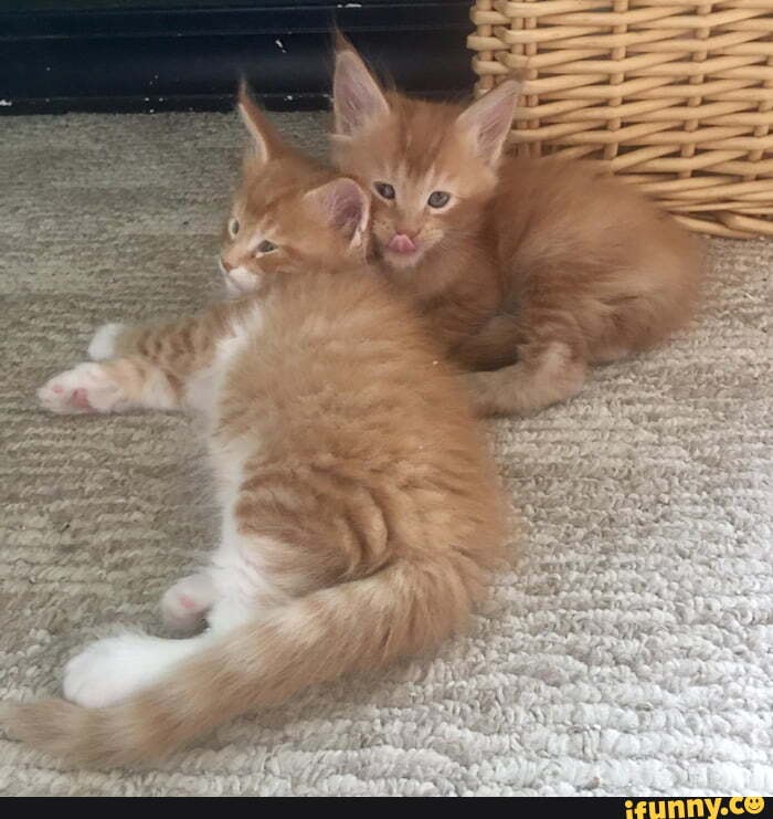 Picture memes js8kLzVn9 by zesty_animals_2022 - iFunny