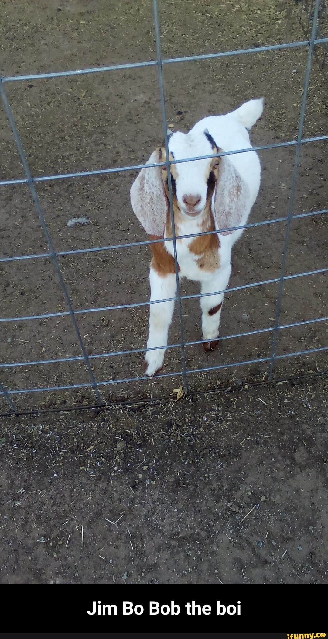 Jim Bo Bob the boi - Jim Bo Bob the boi - iFunny