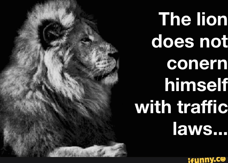The lion does not conern himself with traffic laws... - iFunny