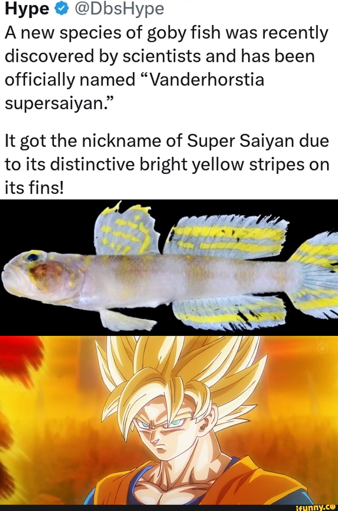Hype @ @DbsHype A new species of goby fish was recently discovered by ...