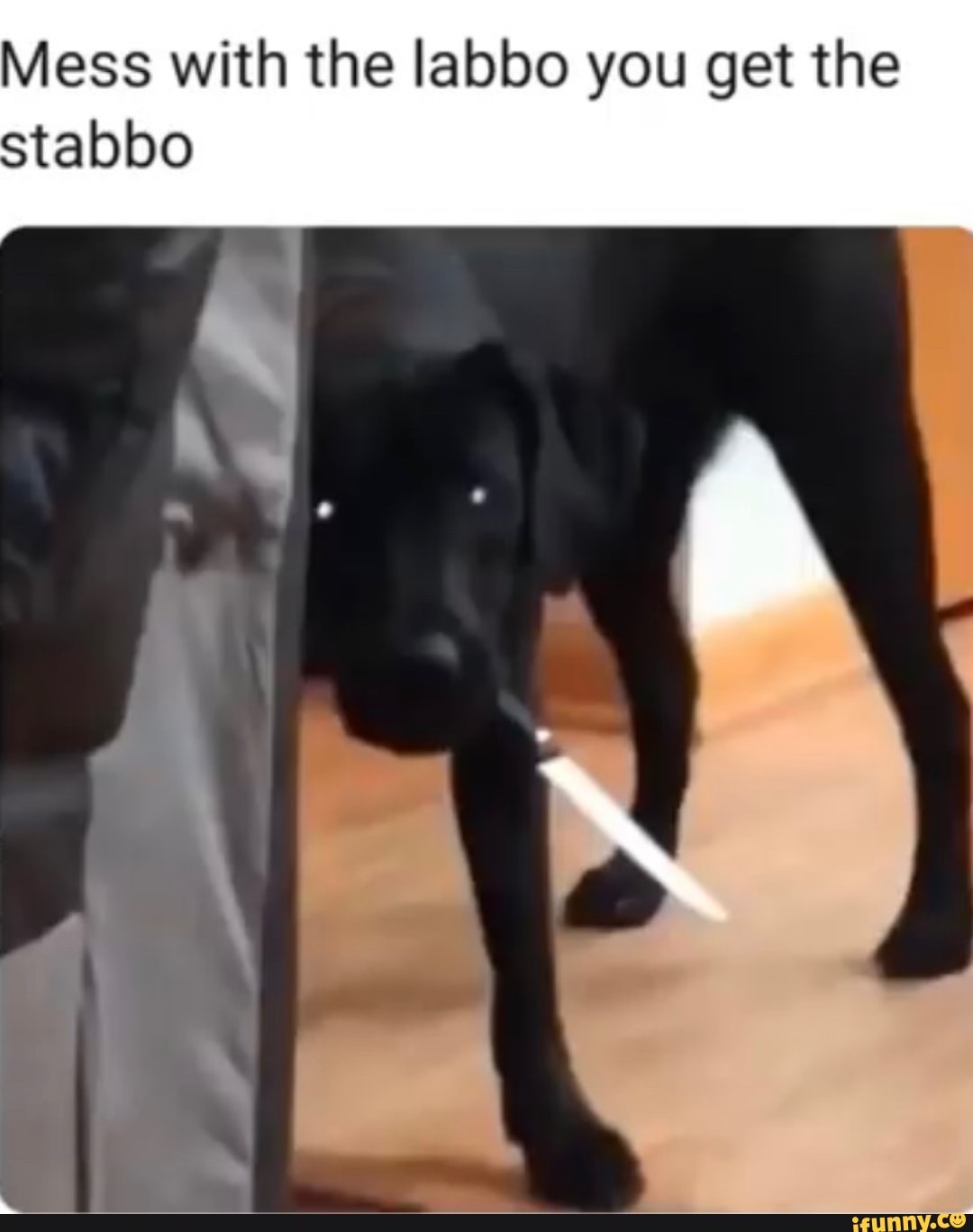 Mess with the labbo you get the - iFunny