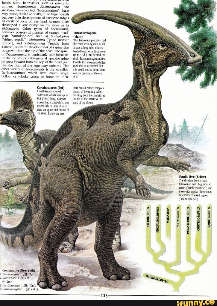 Bactrosauras memes. Best Collection of funny Bactrosauras pictures on ...