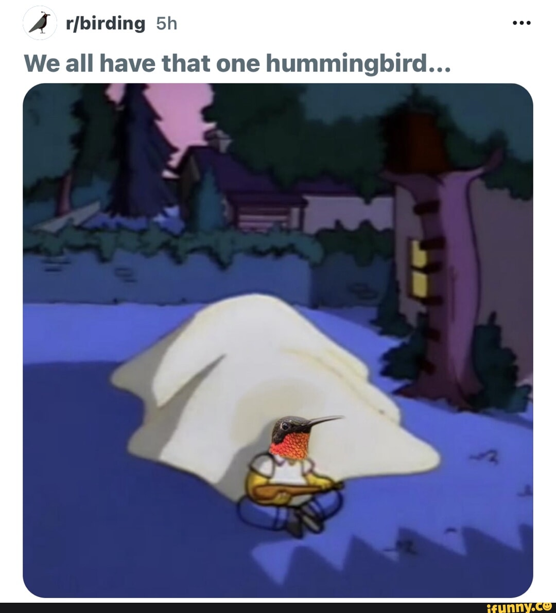 Hummingbird memes. Best Collection of funny Hummingbird pictures on iFunny