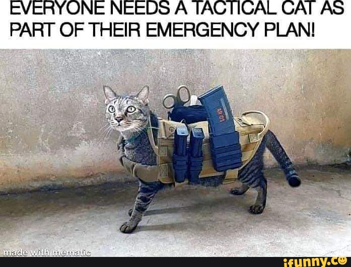 EVERYONE NEEDS A TACTICAL CAT AS PART OF THEIR EMERGENCY PLAN! - iFunny