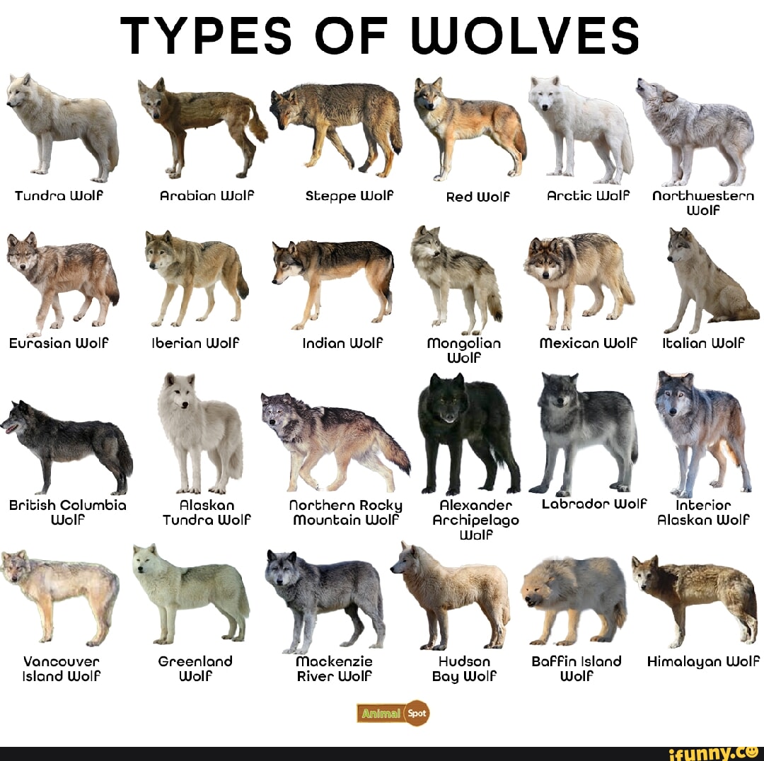 Walp memes. Best Collection of funny Walp pictures on iFunny