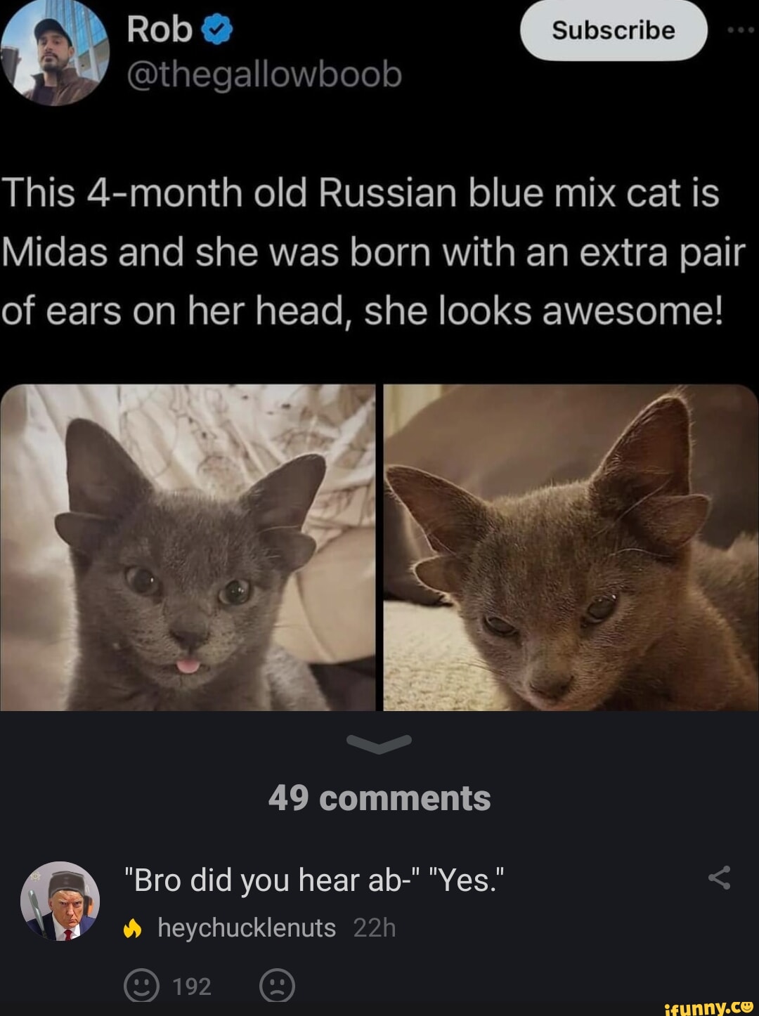 Russian Blue Mix