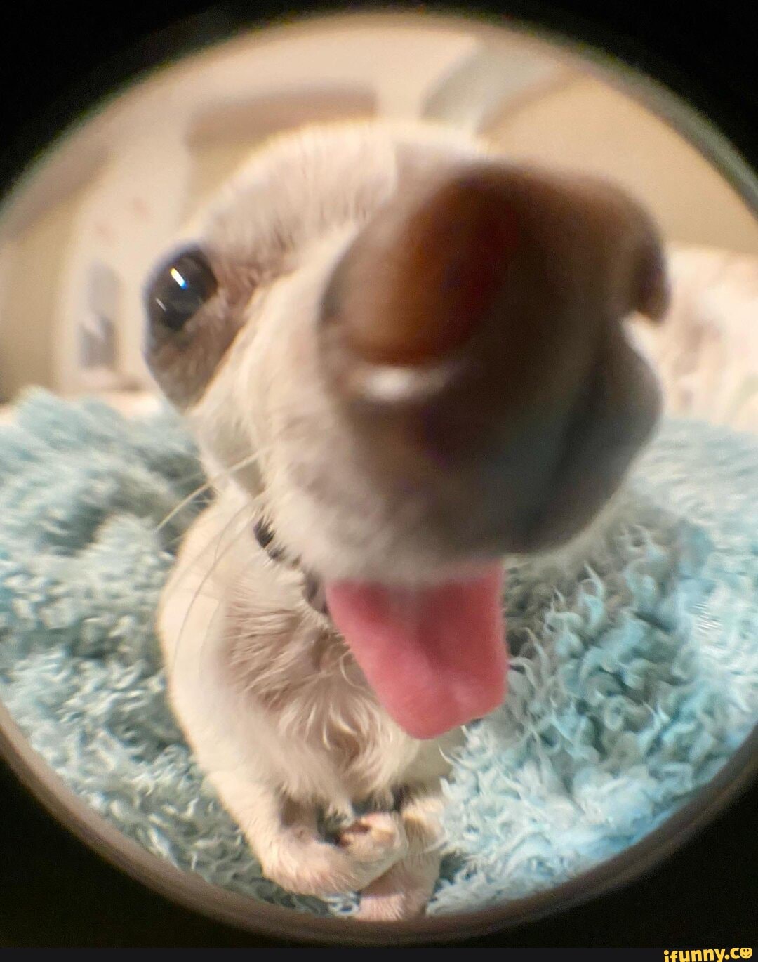 Took some photos of him with a fisheye lens. - iFunny