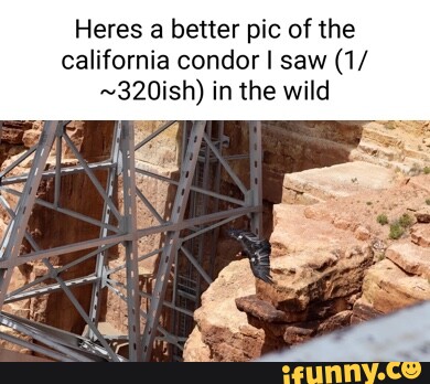Heres a better pic of the california condor I saw (1/ in the wild - iFunny