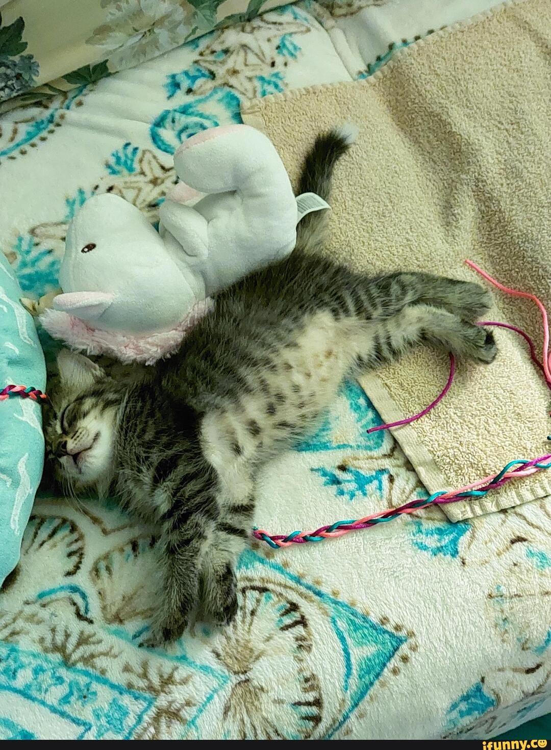 Foster_kitten memes. Best Collection of funny Foster_kitten pictures on ...