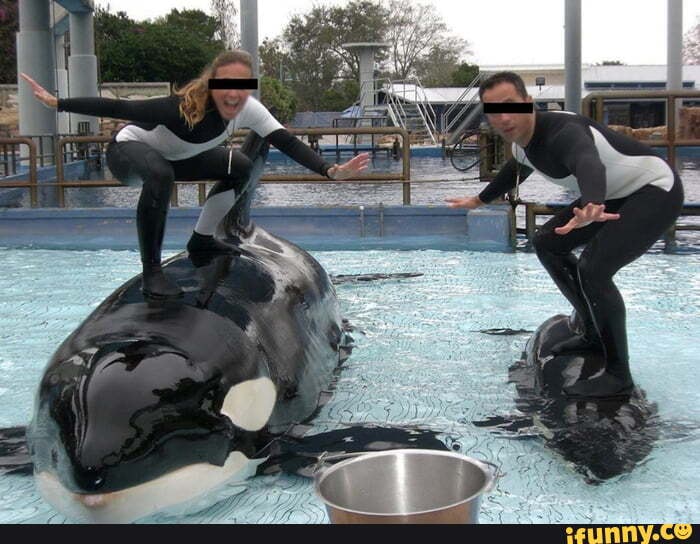 Seaworld_orlando memes. Best Collection of funny Seaworld_orlando ...